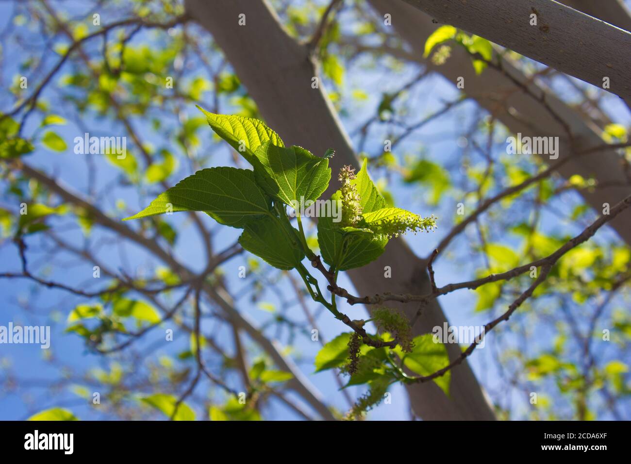 Beautiful morning in spring Stock Photo - Alamy