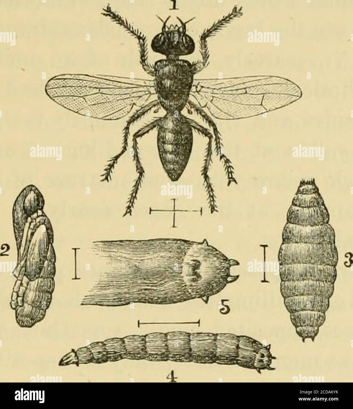 Farm watcher hi-res stock photography and images - Alamy