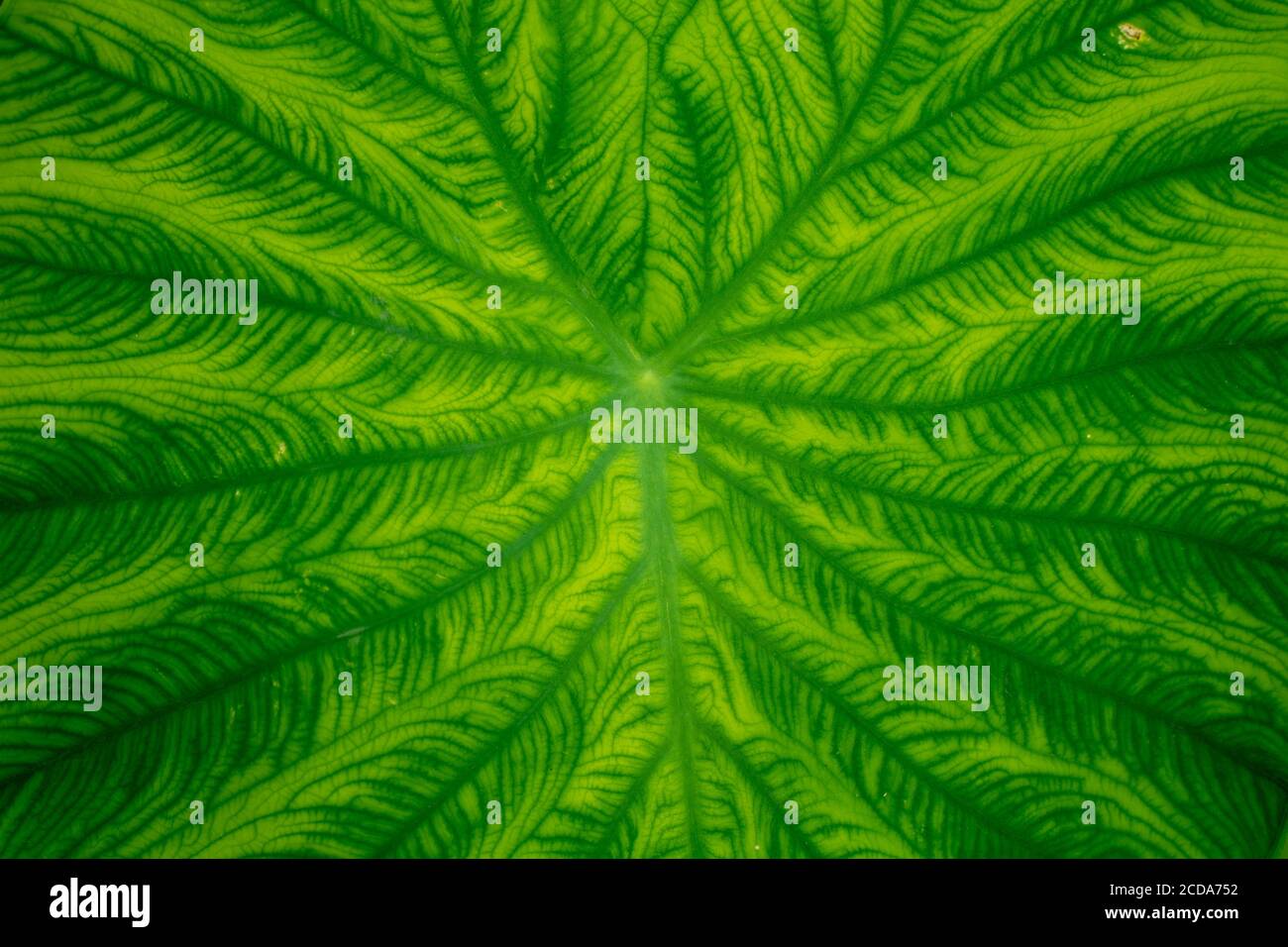 Man kochu hi-res stock photography and images - Alamy