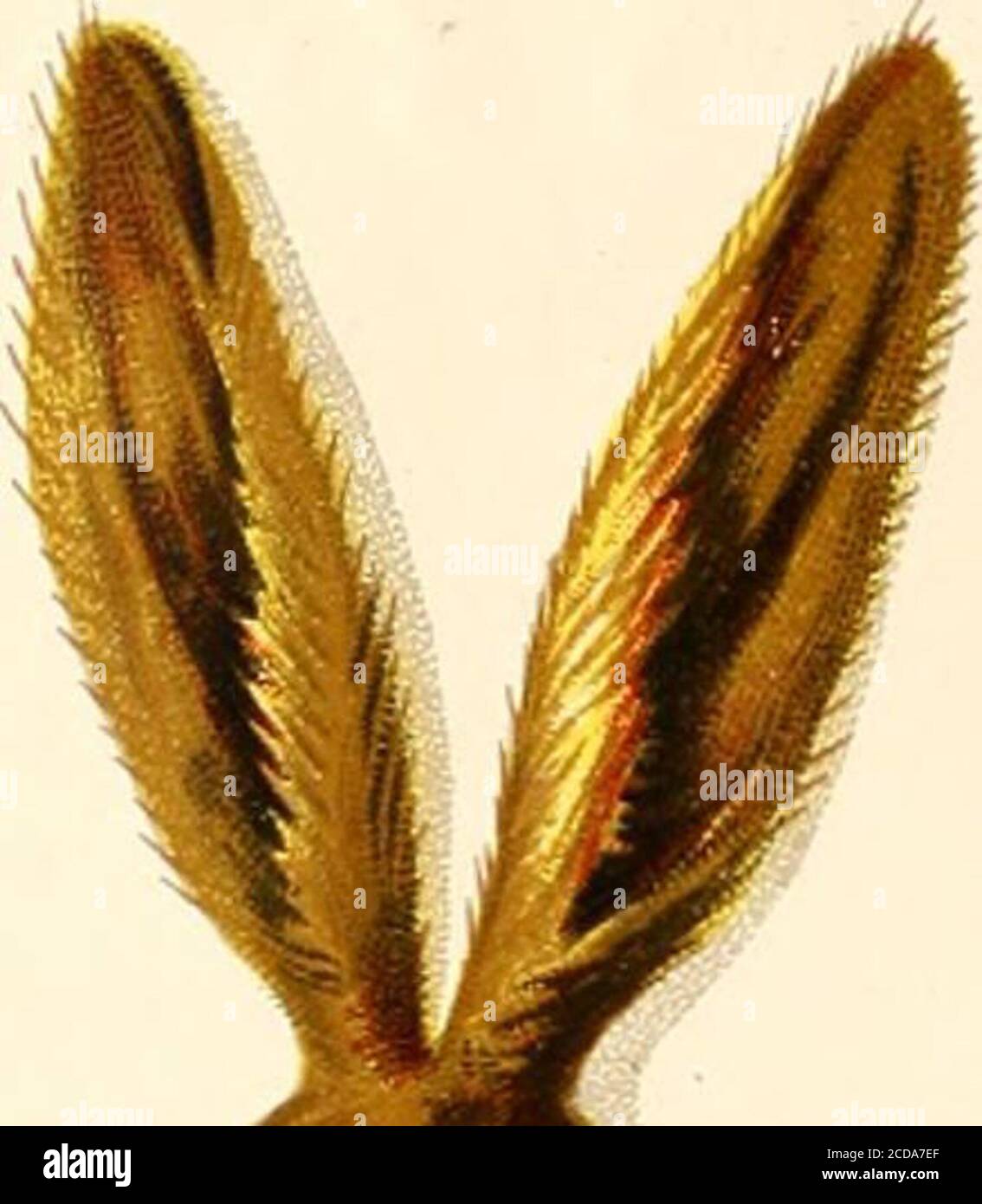 Booksubjectcoronations hi-res stock photography and images - Alamy