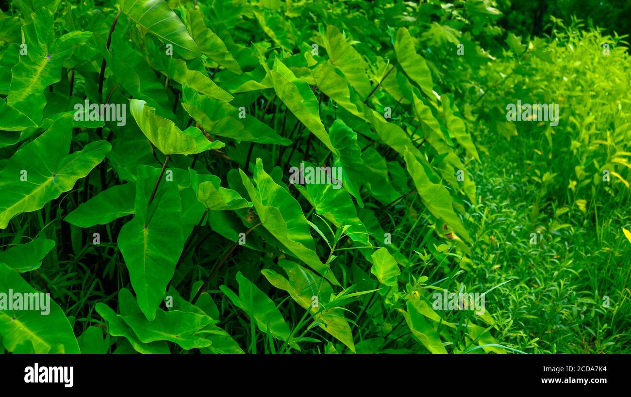 The picture of colocasia esculenta (alocasia) or taro. Local name of ...