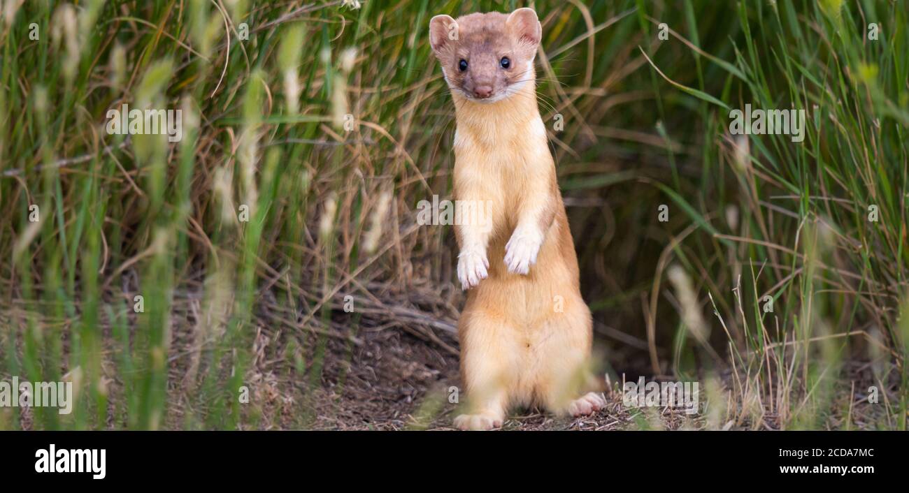 Long tailed weasel Stock Photo - Alamy