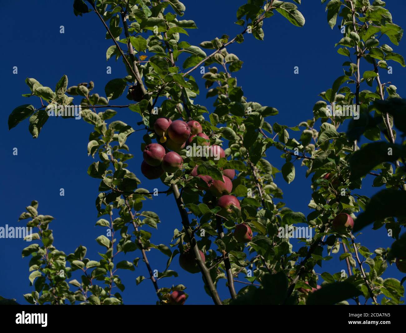 Spartan apples growing on tree against deep blue sky in summer Stock ...