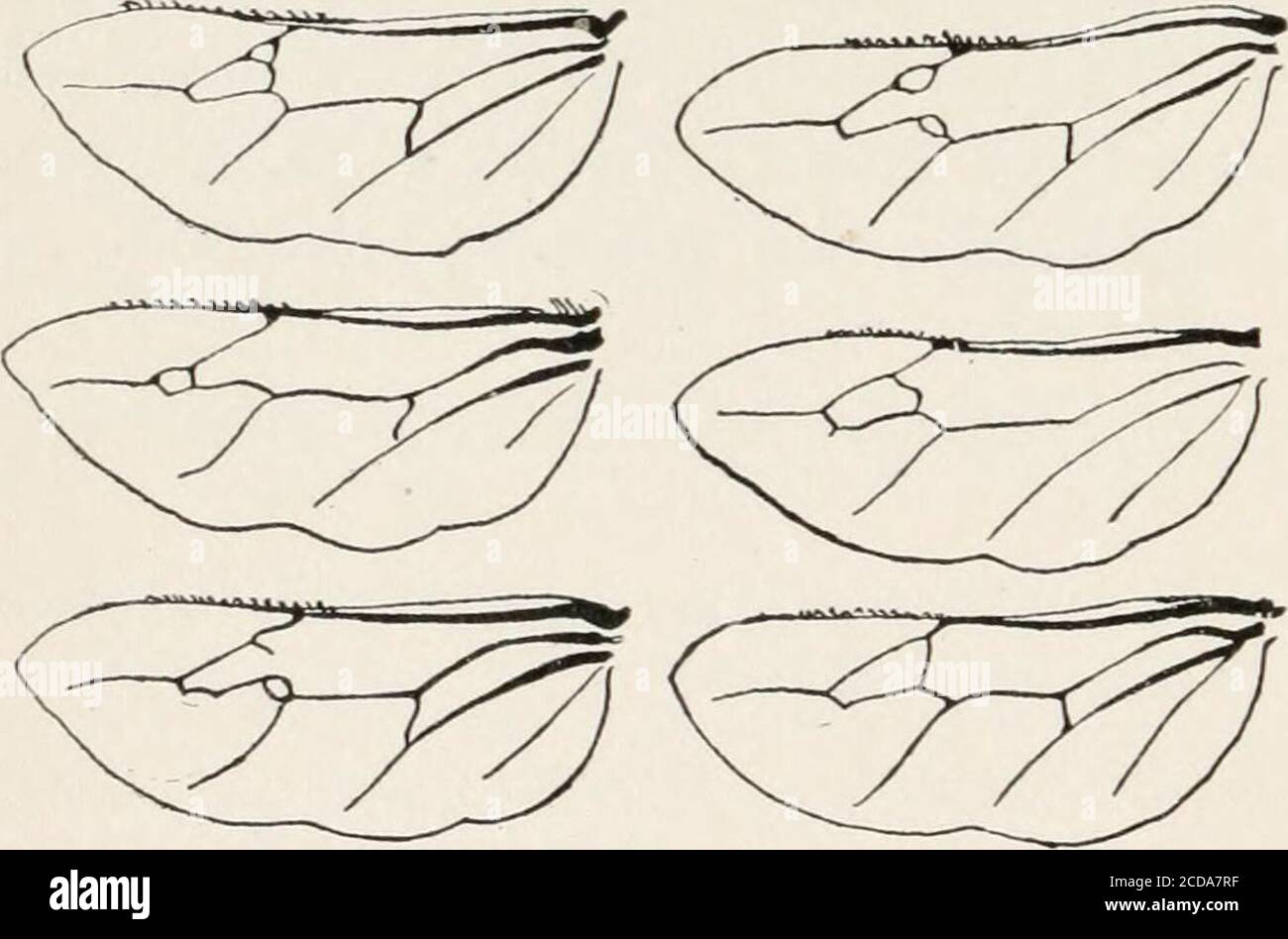 Temper tent hi-res stock photography and images - Alamy