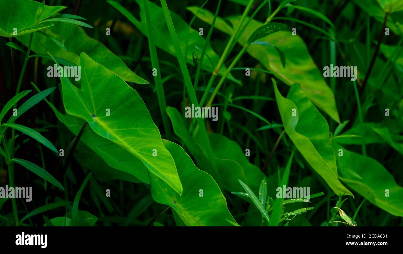 The picture of colocasia esculenta (alocasia) or taro. Local name of ...