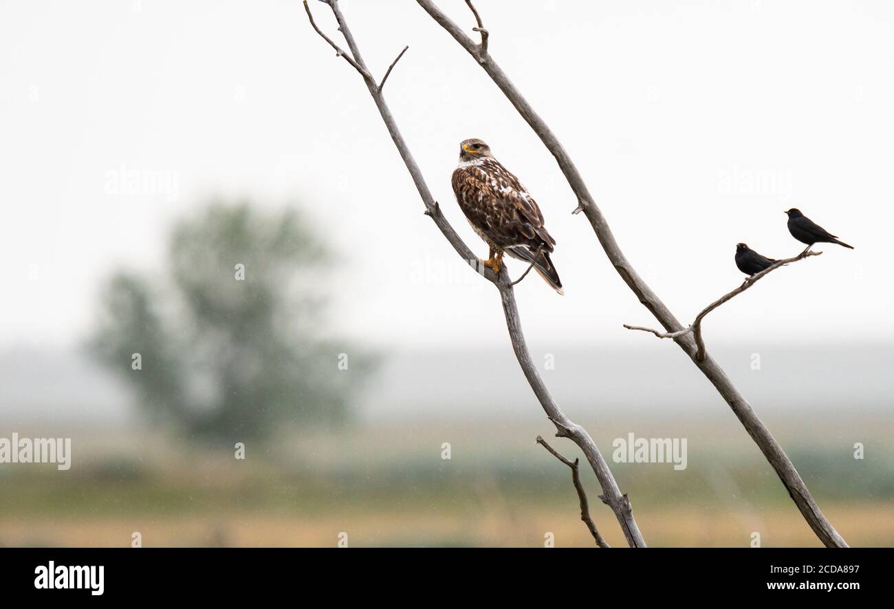 Red tailed hawk babies hi-res stock photography and images - Alamy