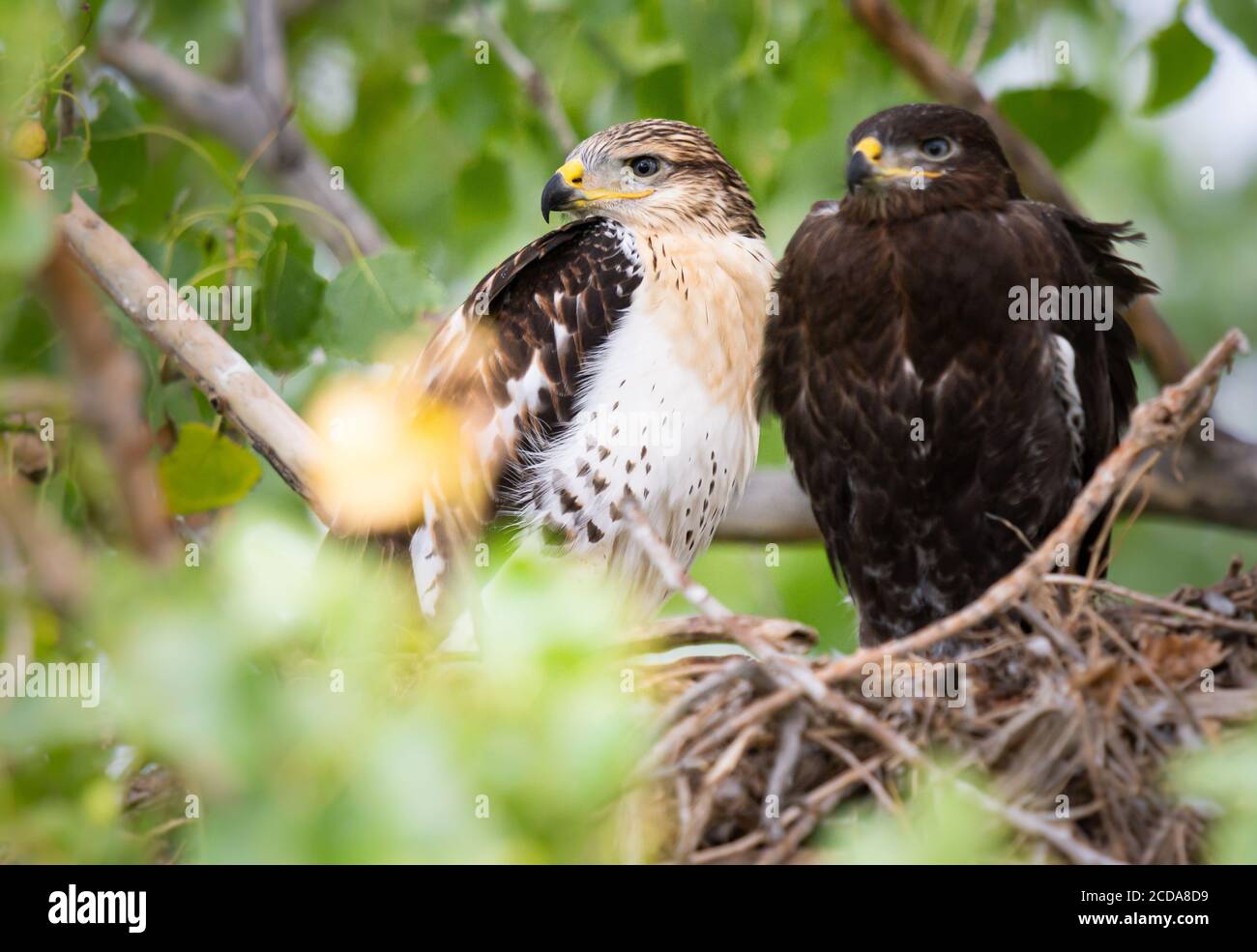 Red Tailed Hawk Babies High Resolution Stock Photography and Images - Alamy