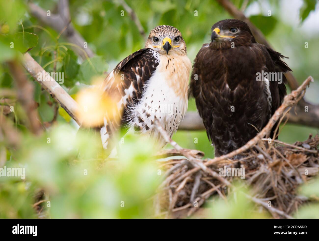 Baby hawks hi-res stock photography and images - Alamy