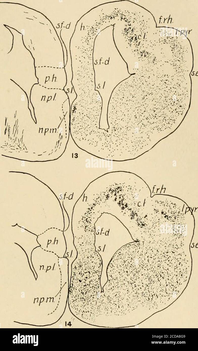 . Journal of comparative neurology . sen Fig. 10 A figure for the ...