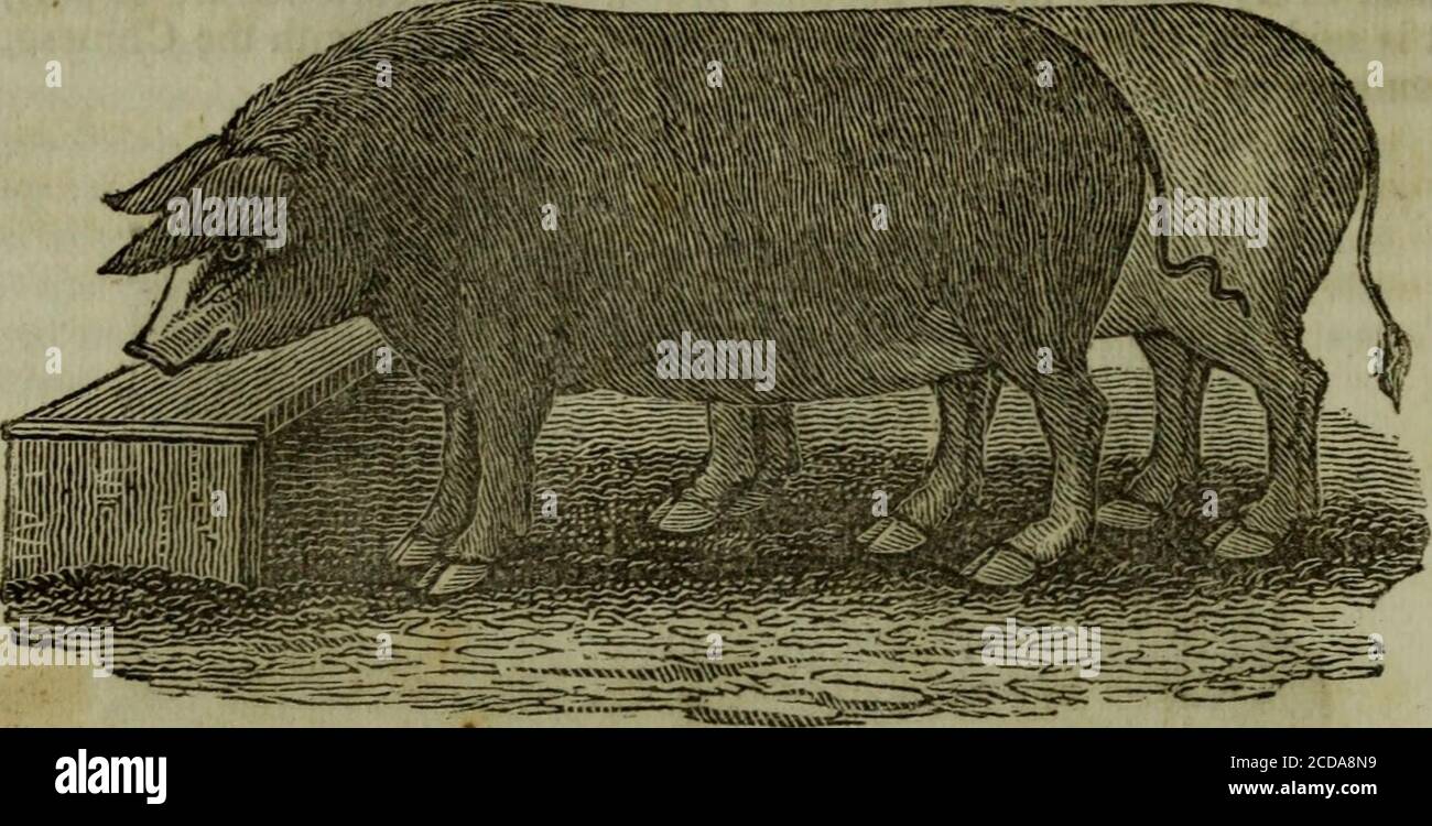 Fat rear end hi-res stock photography and images - Alamy