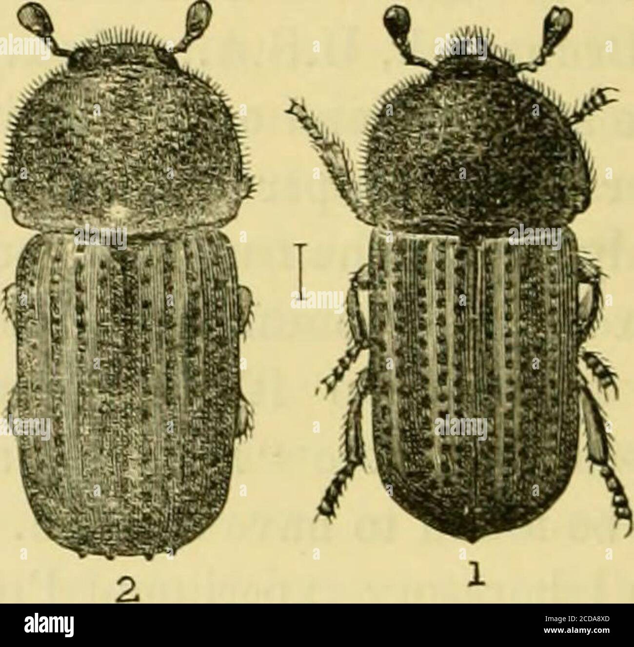Trypodendron lineatum hi-res stock photography and images - Alamy
