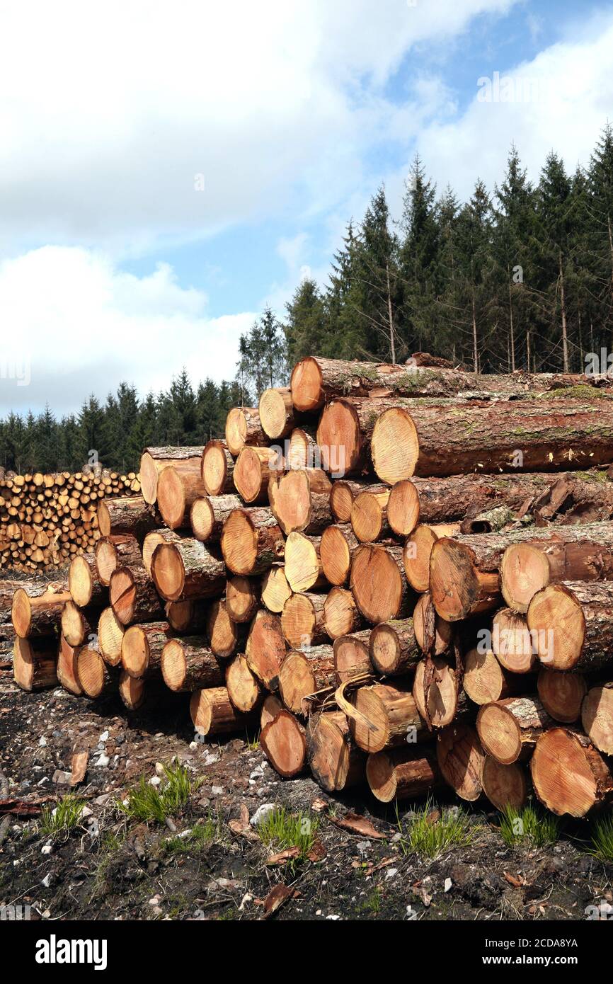 Forest pine trees log trunks felled by the logging timber industry a ...