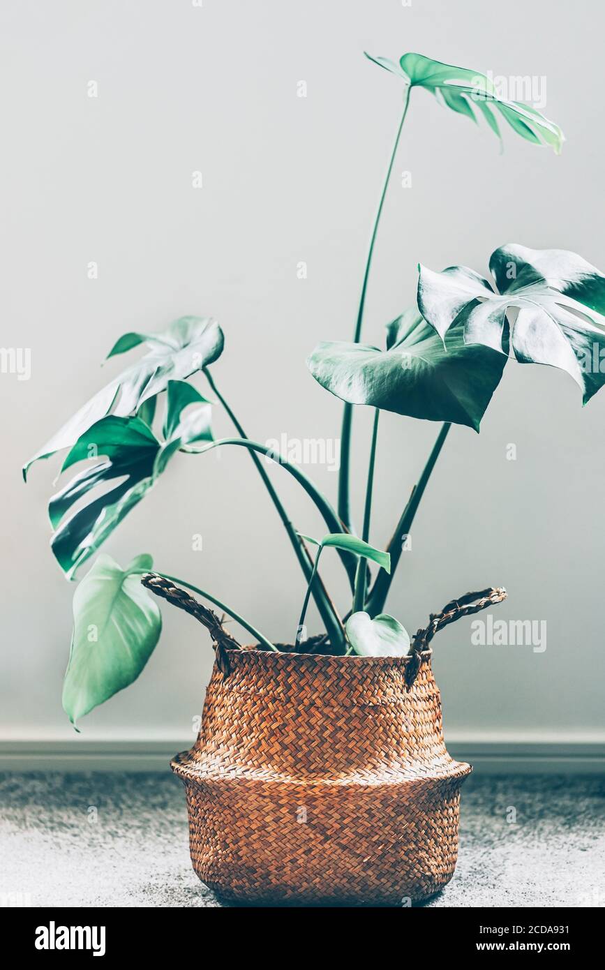 Monstera in basket Stock Photo - Alamy