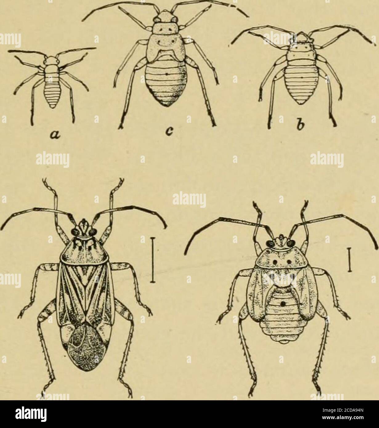 Lygus pratensis hi-res stock photography and images - Alamy
