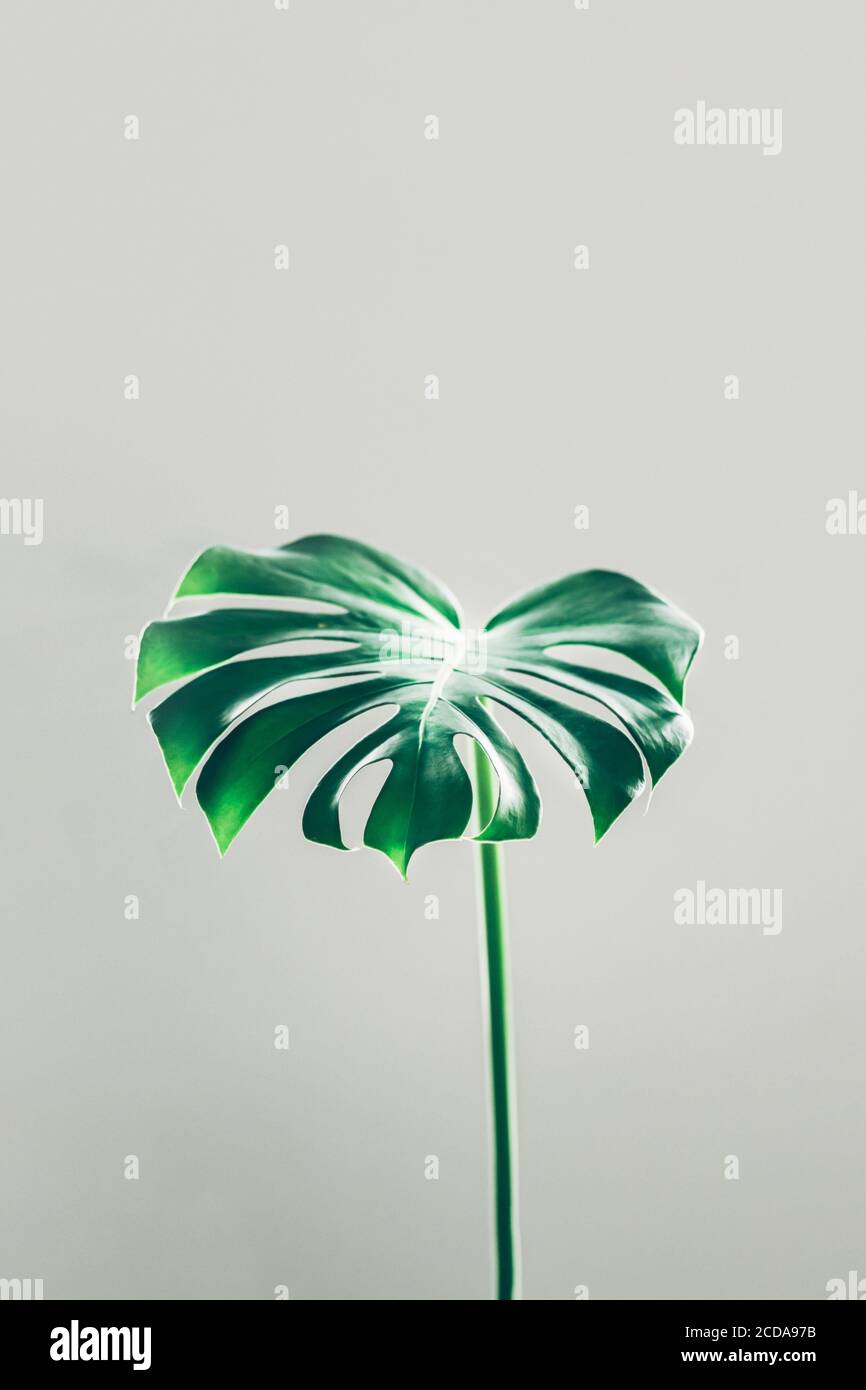 Real exotic green monstera hi-res stock photography and images - Alamy