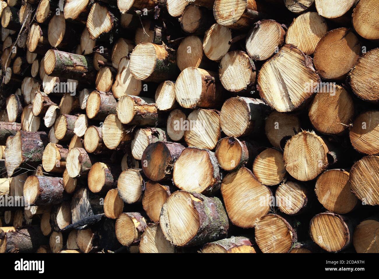 Forest pine trees log trunks background felled by the logging timber ...