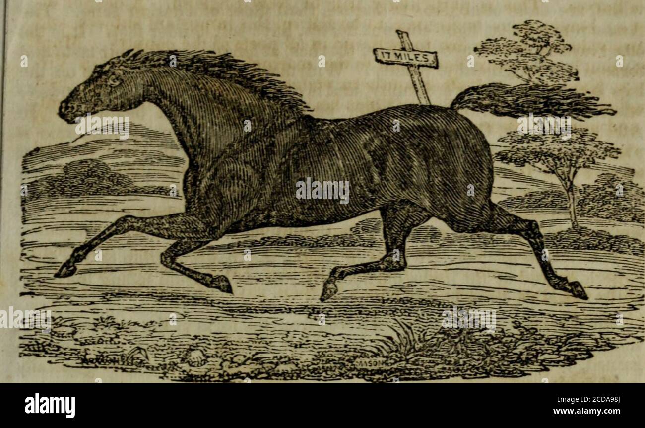 American eclipse horse hi-res stock photography and images - Alamy