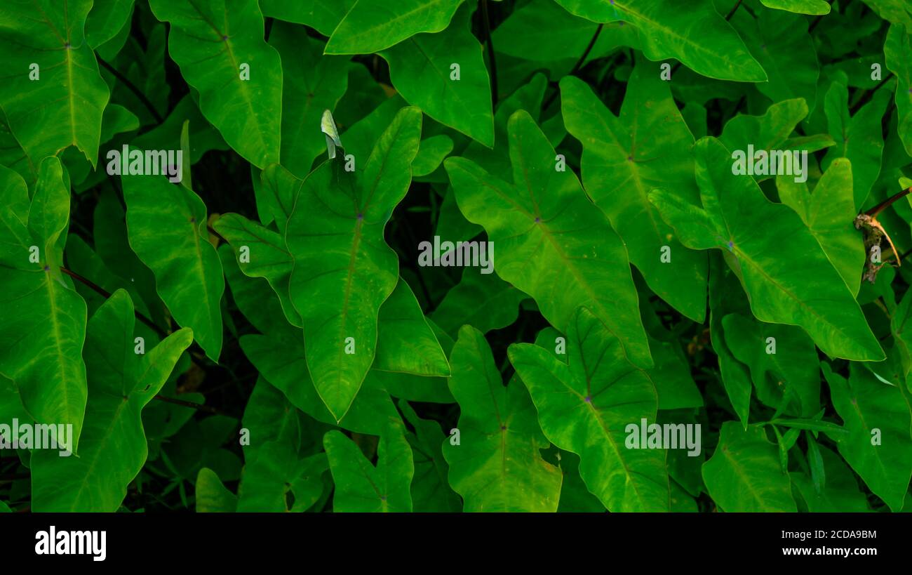 The picture of colocasia esculenta (alocasia) or taro. Local name of ...