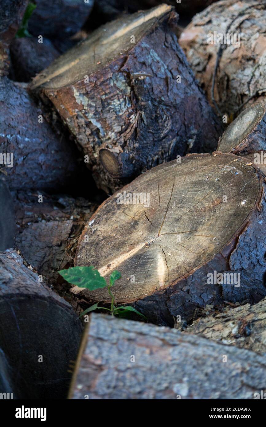 Vertical shot of tree lumber on each other under the sunlight at ...