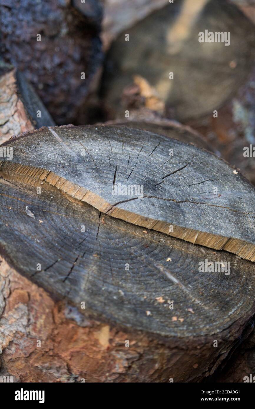 Vertical shot of tree lumber on each other under the sunlight at ...