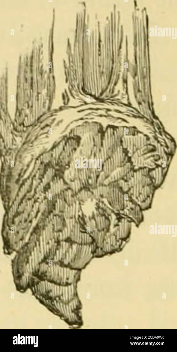 . Report of observations of injurious insects and common farm pests ...