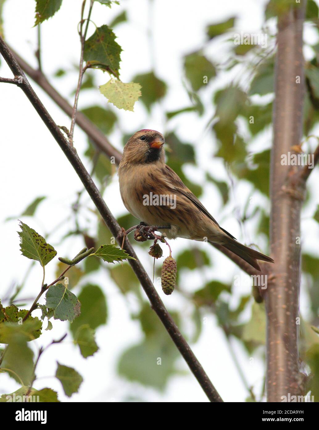 Lesser redpoll breeding hi-res stock photography and images - Alamy