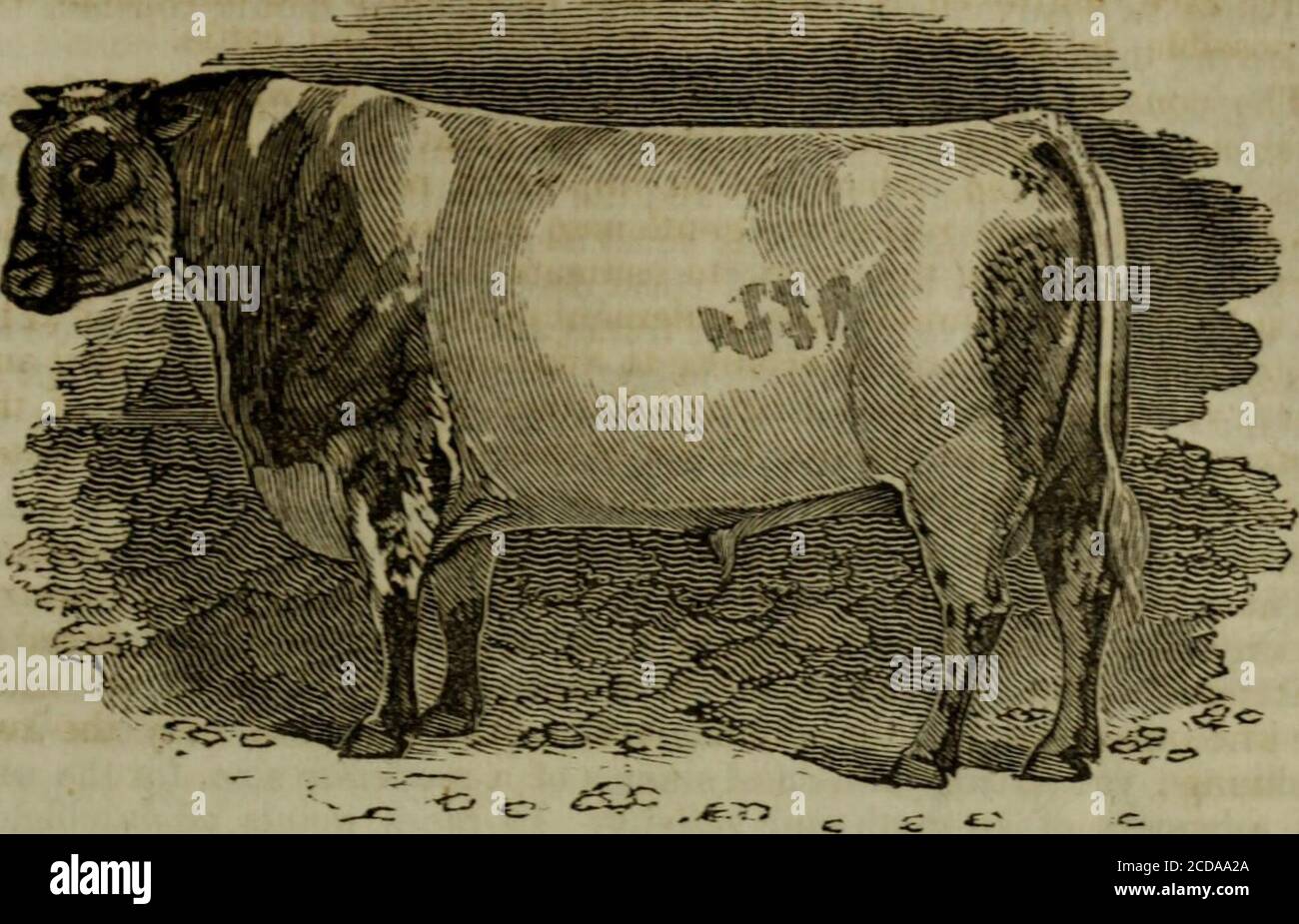 . A new family encyclopedia, or, Compendium of universal knowledge ...