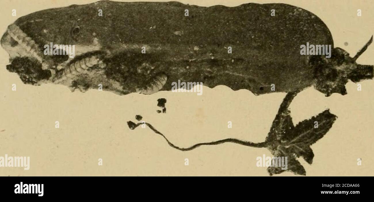 . Insect pests of farm, garden and orchard . Fig. 288.—Squash flower ...