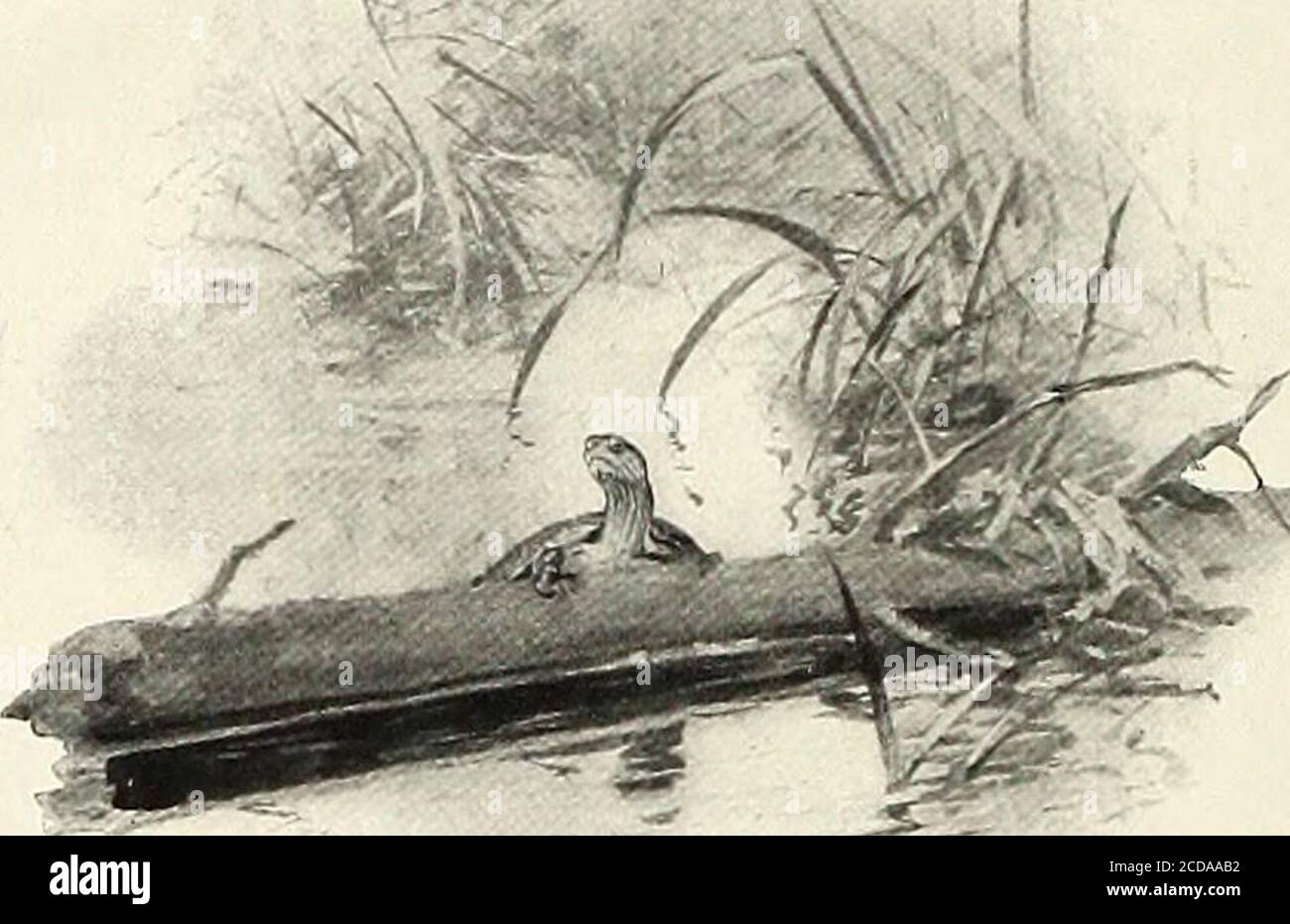 Albino robin hi-res stock photography and images - Alamy