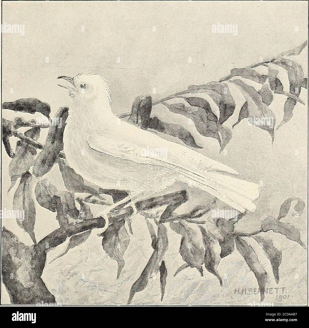 Albino robin hi-res stock photography and images - Alamy