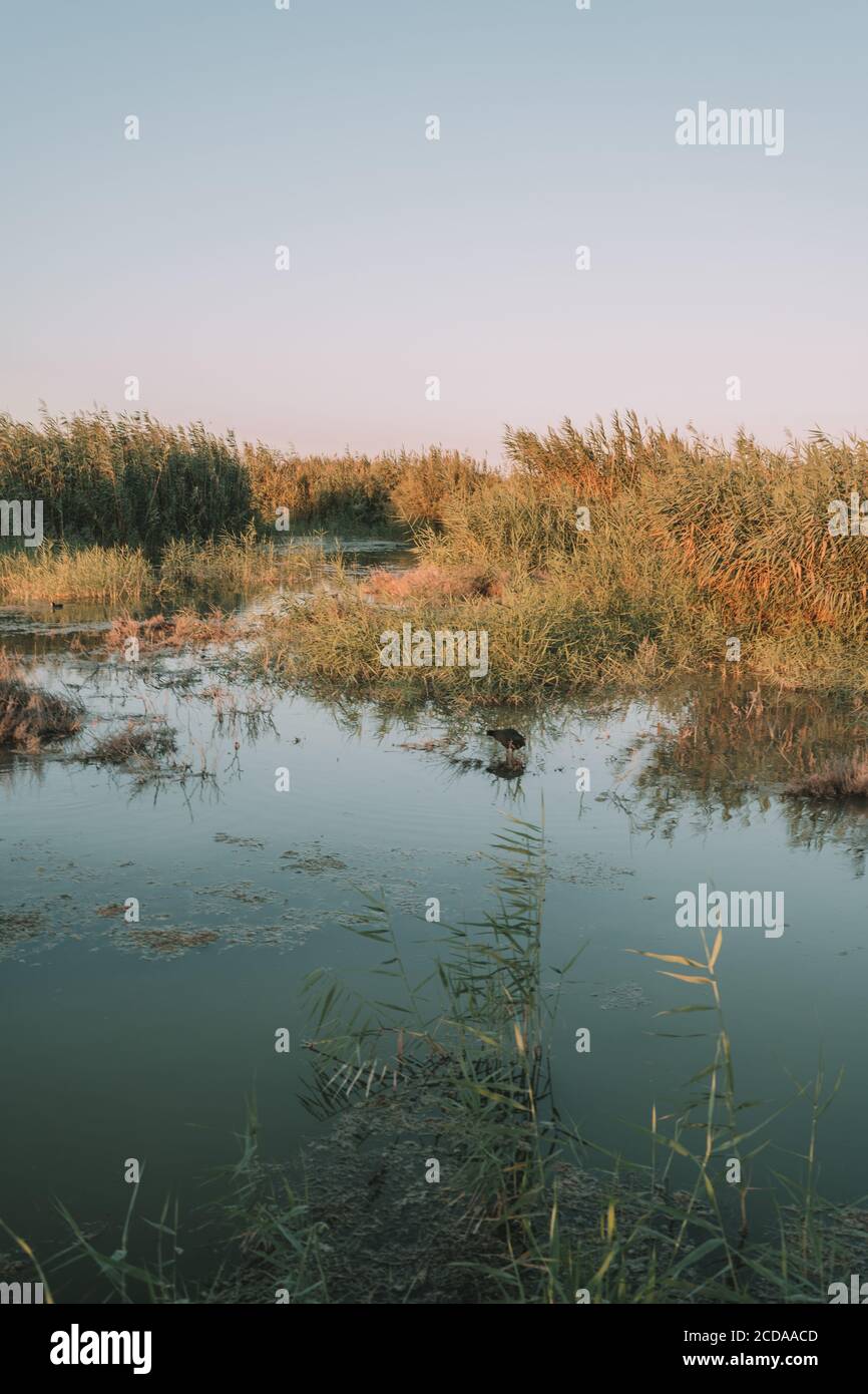 Vertical shot of a swamp with grass Stock Photo - Alamy