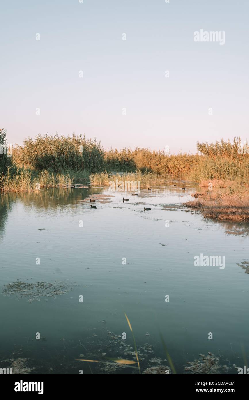 Vertical shot of a swamp with grass Stock Photo - Alamy
