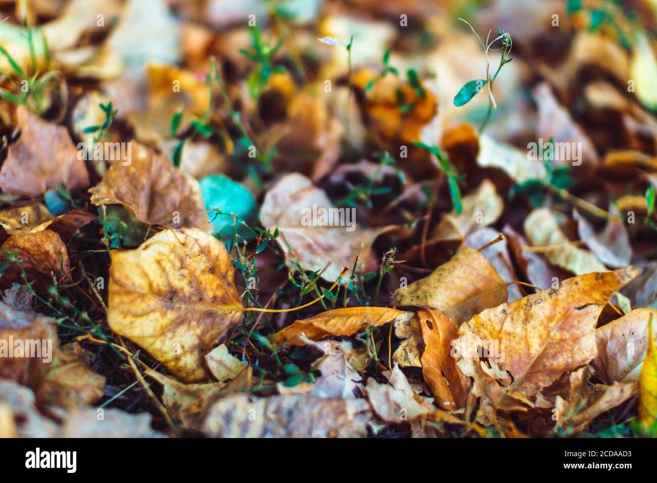 Cold september weather. Beautiful fading yellow leaves. Autumn forest ...