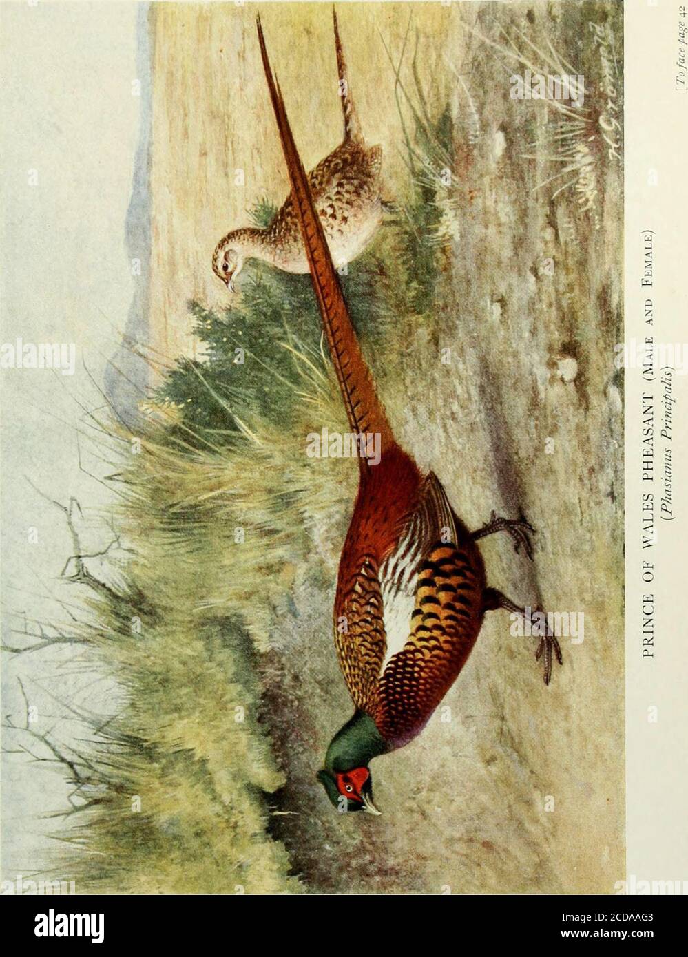 . Pheasants in covert and aviary . ked than any other alliedspecies. 41 ...