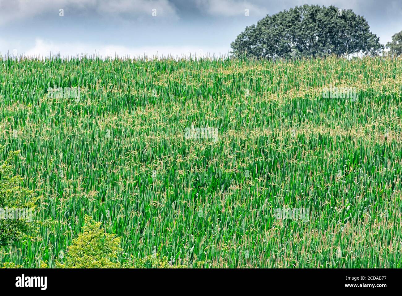 Agriculture horizontal hi-res stock photography and images - Alamy