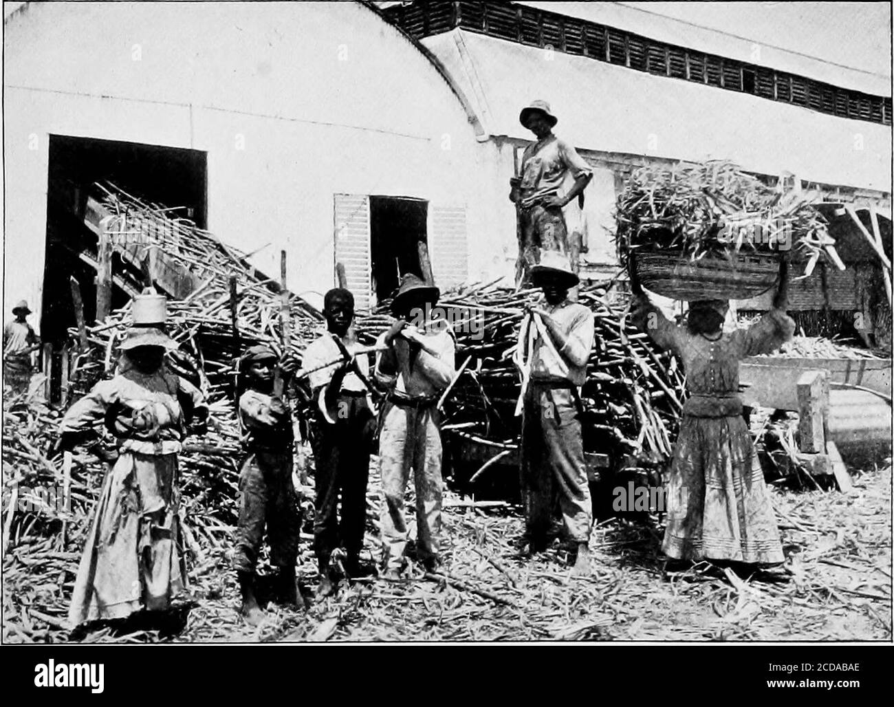 Spanish cane Black and White Stock Photos & Images - Alamy