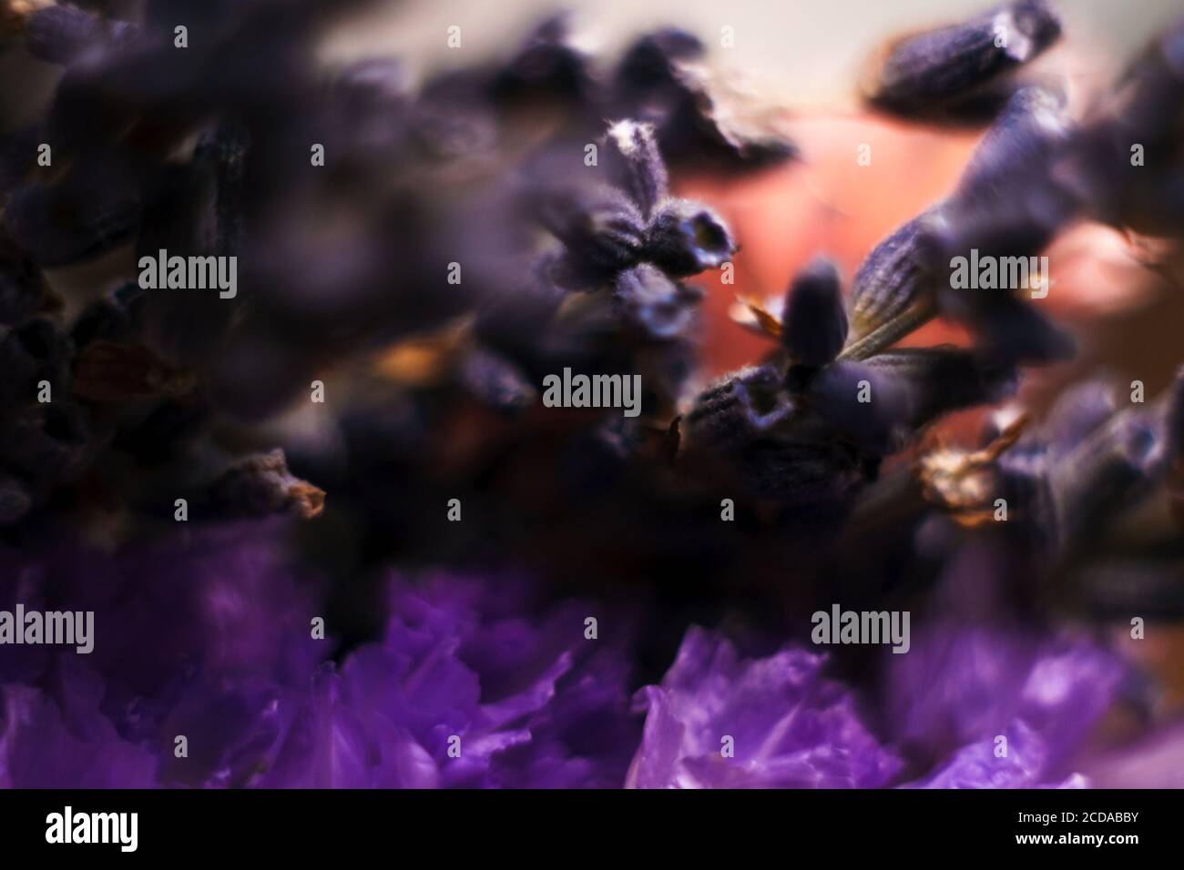 Delicate beauty of dry violet flower. Greeting card pattern for ...