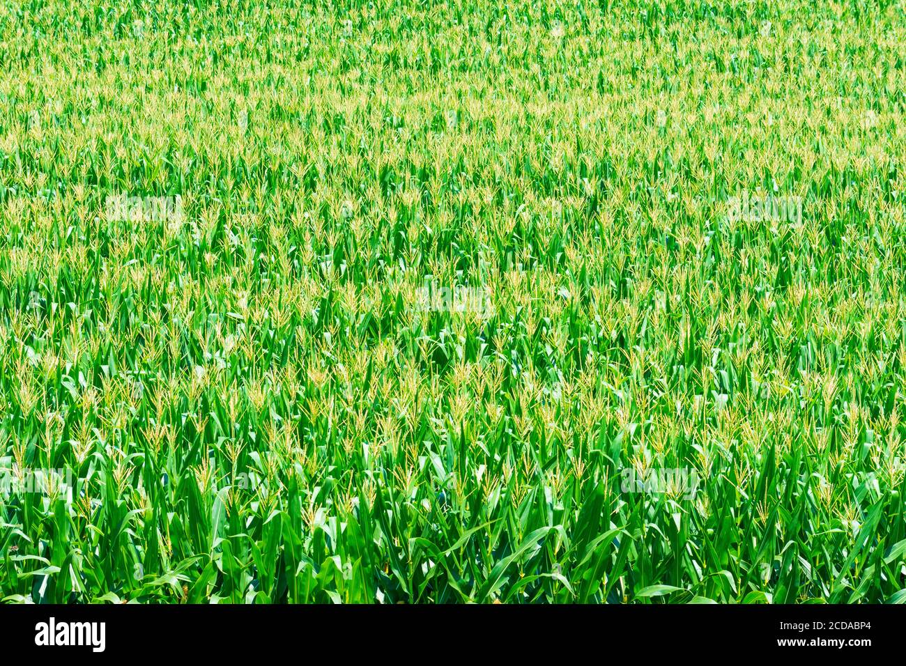 Land horizontal field hi-res stock photography and images - Alamy