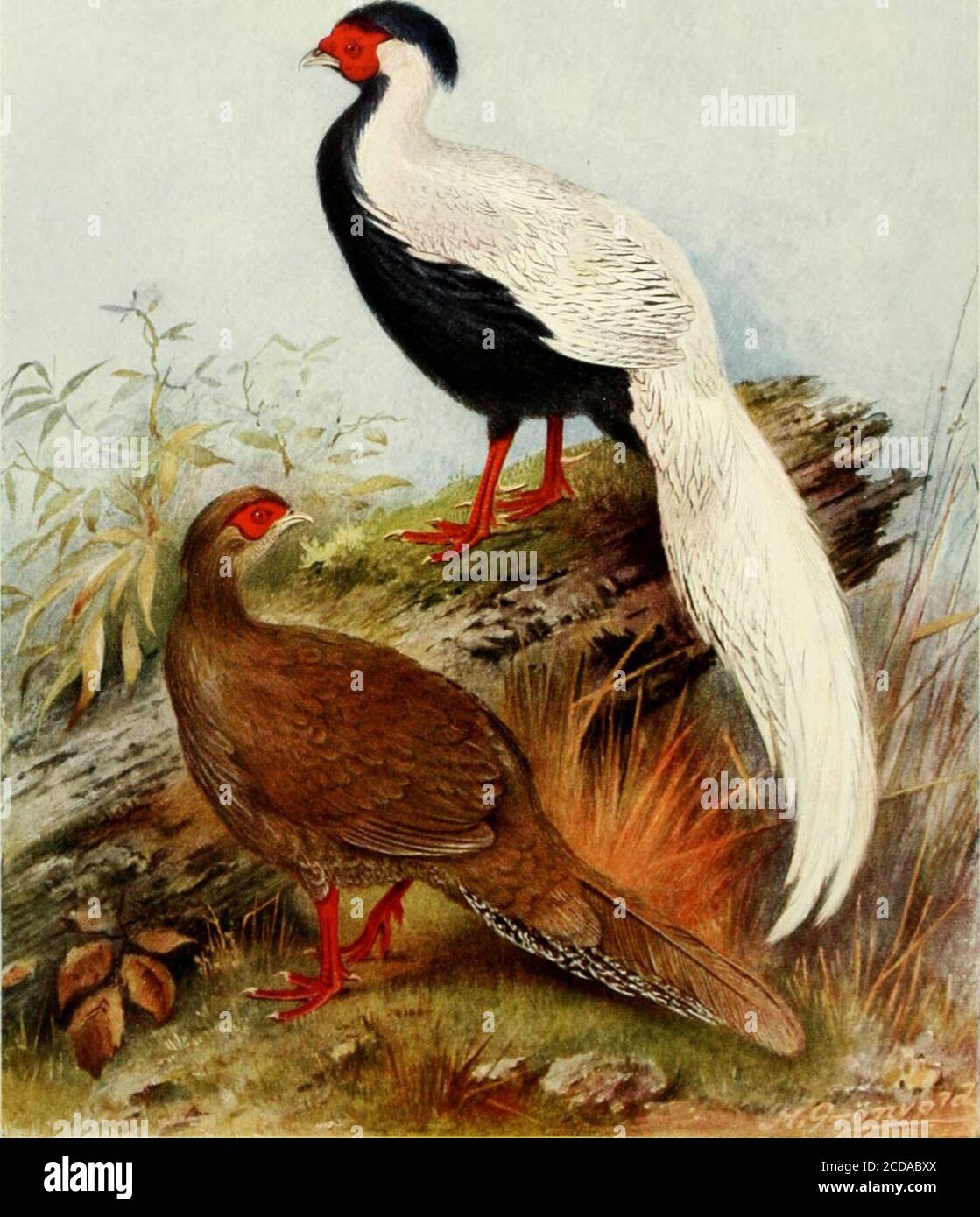 . Pheasants in covert and aviary . D MANAGE-MENT. With 40 Illustrations ...