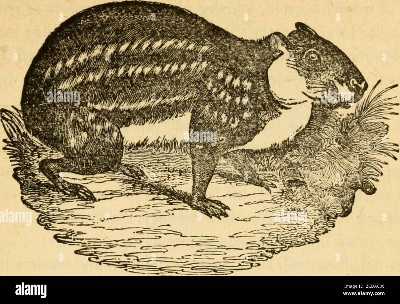 Agouti paca hi-res stock photography and images - Alamy