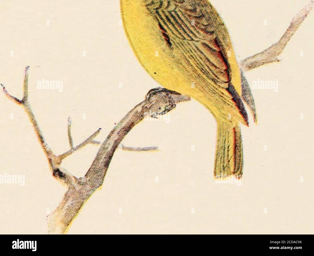 geographic isolation animals