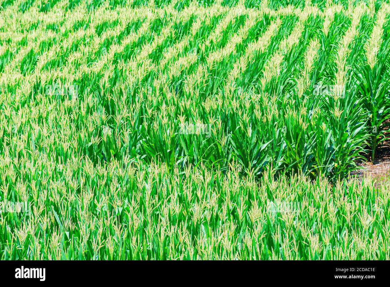 Horizontal rows hi-res stock photography and images - Alamy