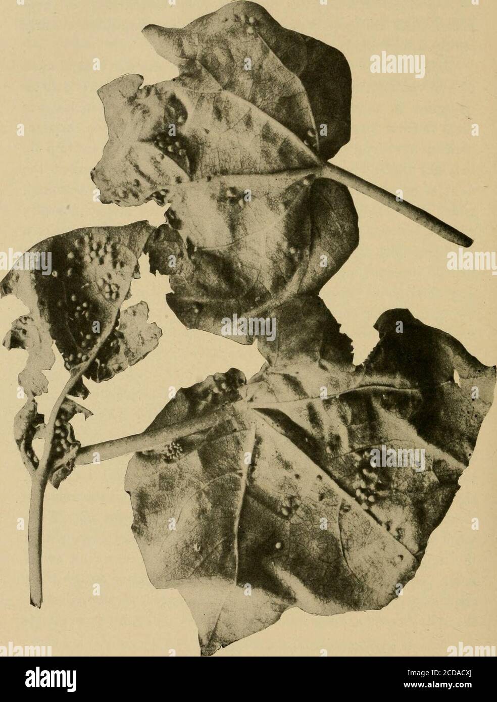 Little maggots hi-res stock photography and images - Alamy