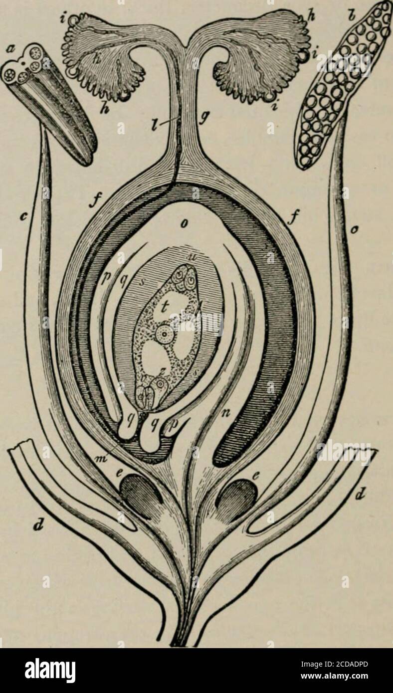 Orthotropous hi-res stock photography and images - Alamy