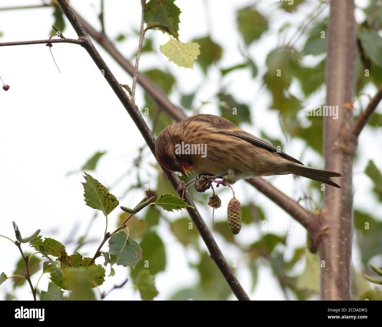 Lesser redpoll flying hi-res stock photography and images - Alamy