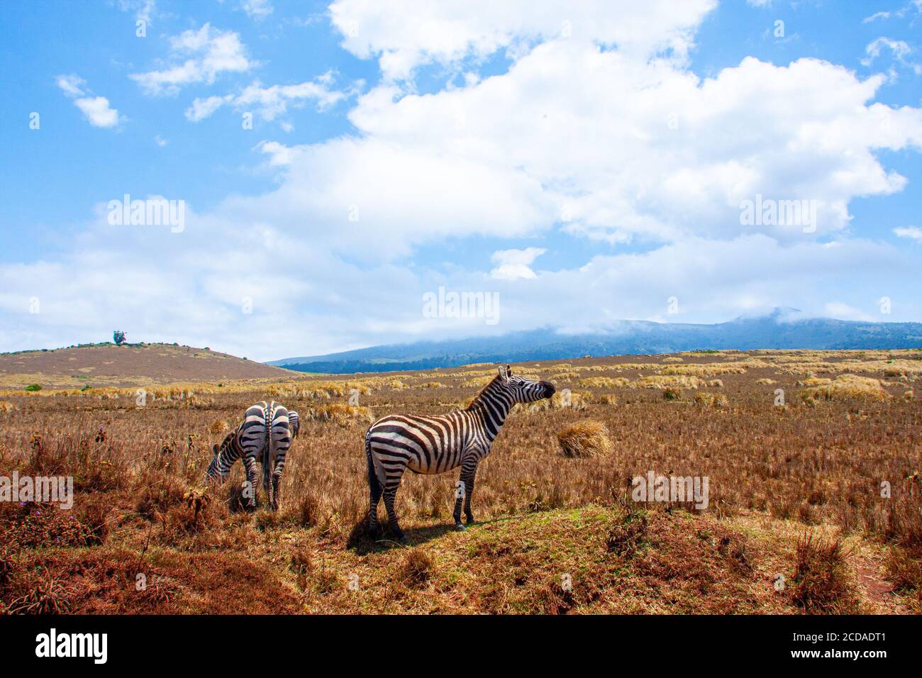 plains zebra in Ngorongoro Conservation Area Stock Photo - Alamy