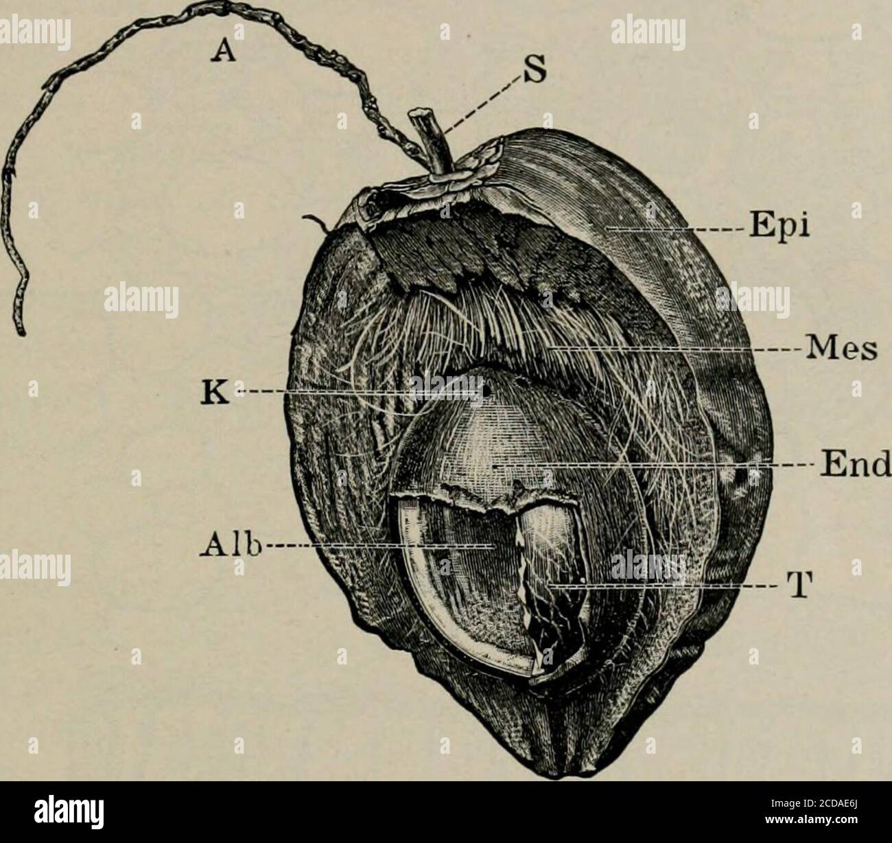 . The microscopy of vegetable foods, with special reference to the ...