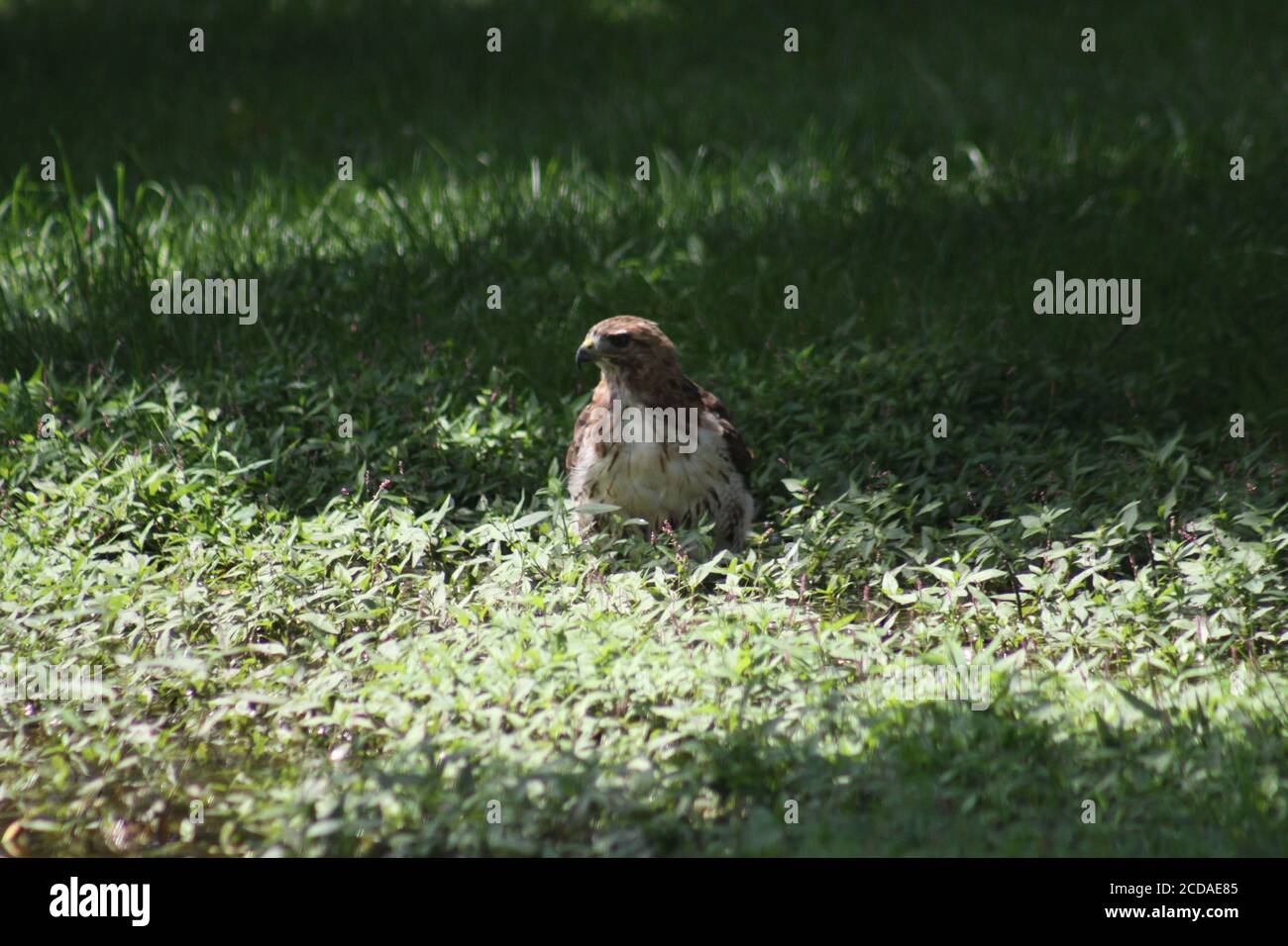 Hawk at a water puddle after a rain Stock Photo - Alamy