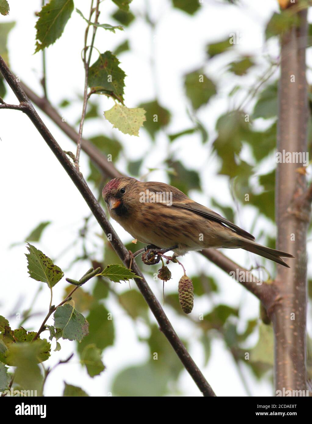 Redpoll uk seeds hi-res stock photography and images - Alamy