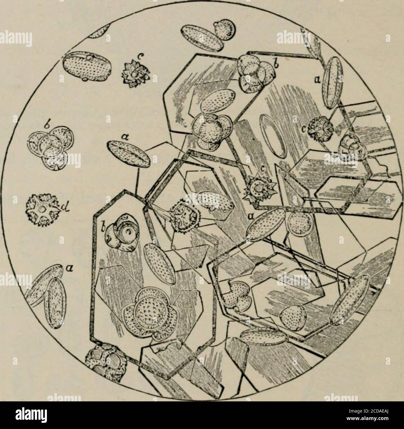 Reticulated walls hi-res stock photography and images - Alamy